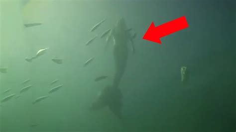 Sereias Reais Capturadas Por CÂmeras Youtube