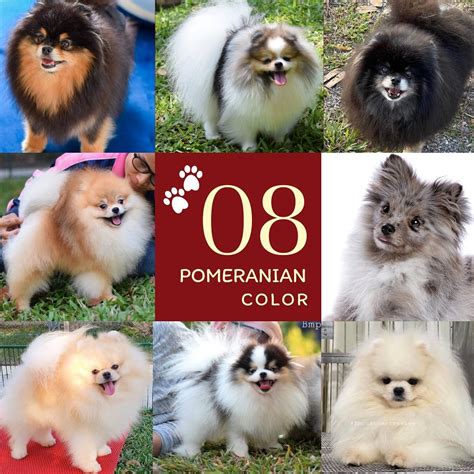 Pomeranian Colors Chart
