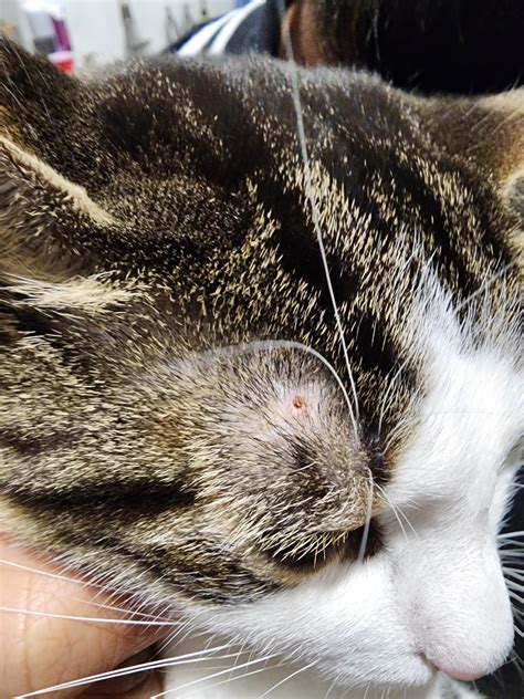 Red Bump Above My Cats Right Eye Rcats