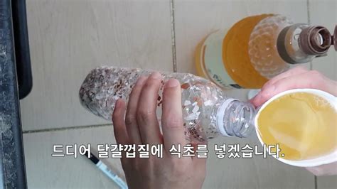 다육이 영양제 난각칼슘액비 만들기 다육이 다육이영양제 난각칼슘액비 액비만들기 계란껍질액비 Youtube