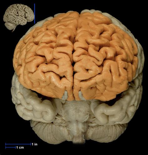 Lab 1 Exam Cadaver And Brain Structures Flashcards Quizlet