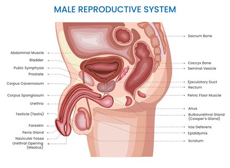 Male Reproductive System Anatomy