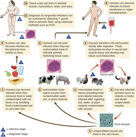204 Parasitic Infections Of The Circulatory And Lymphatic Systems