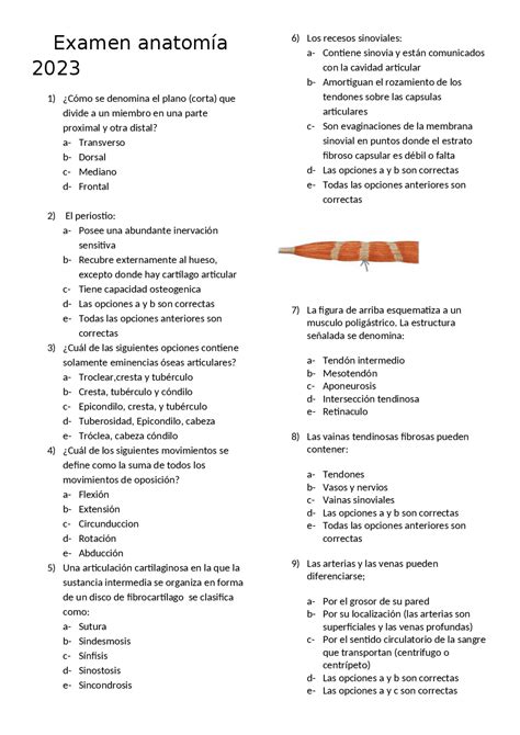Examen Anatomía Primer Parcial Apuntes De Anatomía Docsity
