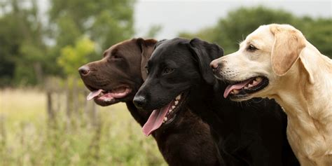 20 Easiest Dog Breeds To Train Most Trainable Breeds And Intelligence