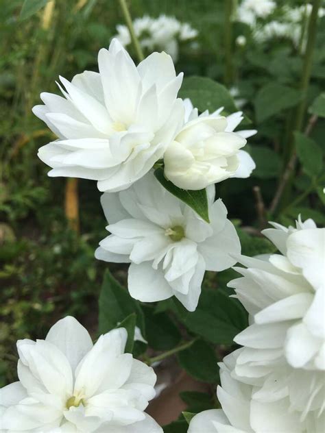 Чубушник гибридный Фрости Морн (Philadelphus hybrid Frosty Morn) купить ...