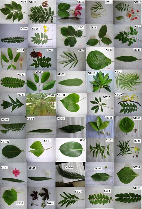 Plant Pictures And Names