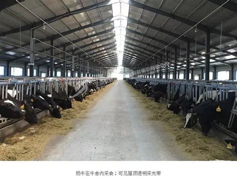 奶牛肢蹄病的综合防控措施