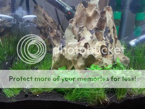 Fluval Chi Buce And Shrimp The Planted Tank Forum