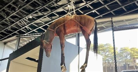 천장에 매달린 말 운석 맞은 교황 미술관 가득 ‘독한 농담