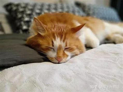 猫咪表现出这些行为，说明它们正在思念你，快去陪陪它吧！ 知乎