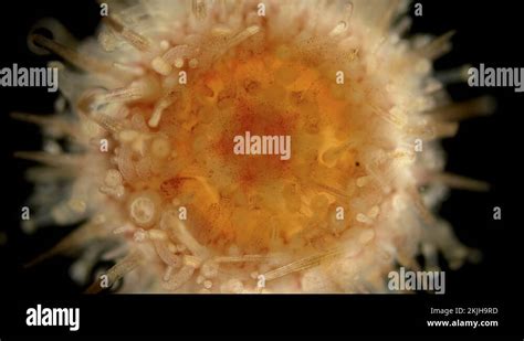 Oral Sidemouth Sea Urchin Echinoidea Under A Microscope Type
