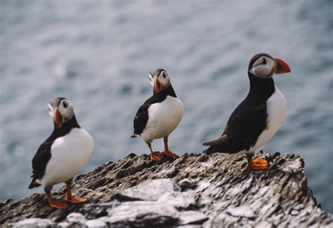 Wildlife On Skellig Michael Skellig Seabirds Puffins