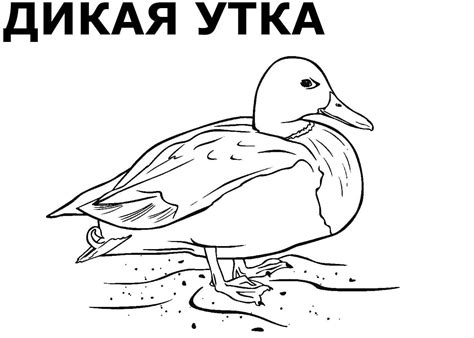 Раскраски Перелётных птиц распечатать или скачать бесплатно в формате PDF.