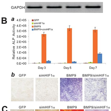 Silencing Hif1a Expression Effectively Diminishes Bmp9 Induced