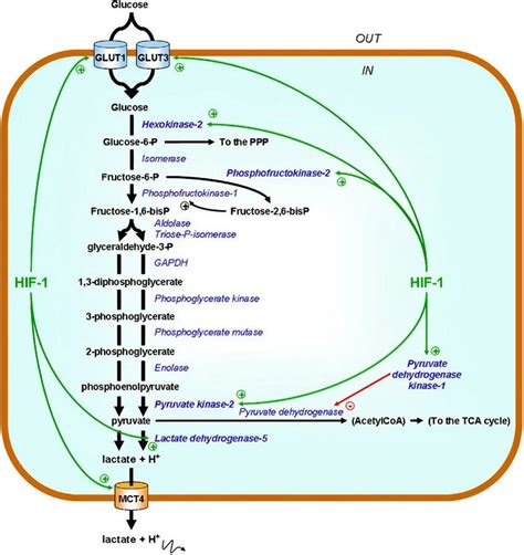 The Action Of Hif 1 In Regulating Metabolism As A Response To Hypoxia Download Scientific