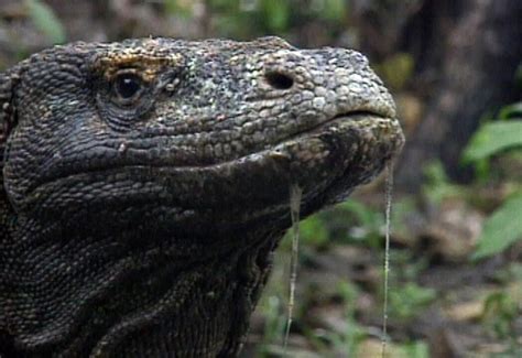 Sem casa e na lista vermelha subida do nível do mar coloca dragão de