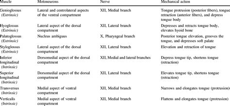 Innervation And Mechanical Actions Of The Intrinsic And Extrinsic