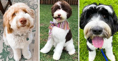 Short Labradoodle Haircut Ideas 20 Before And After Photos