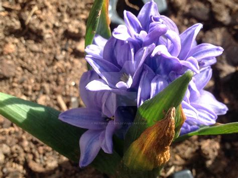 Glorious Violtes By Picturesisters On Deviantart