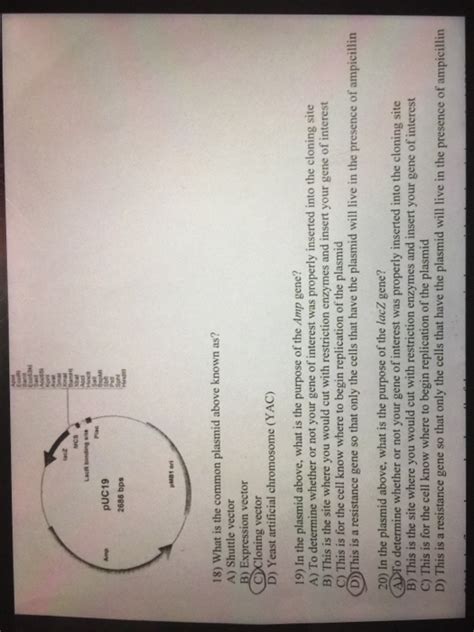 Solved What Is The Common Plasmid Above Known As Shuttle