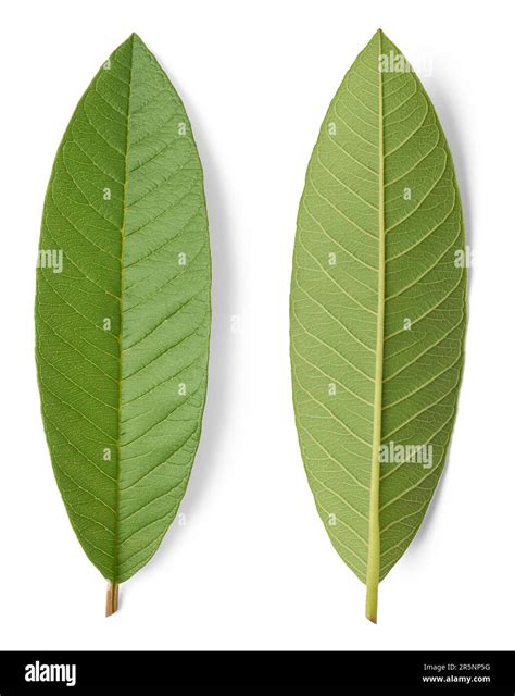 Close Up Of Guava Fruit Plant Leaves Isolated On White Background