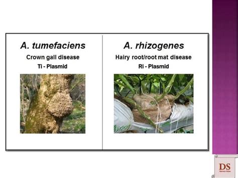 Agrobacterium Mediated Gene Transfer Pptx