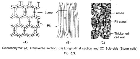 Sclerenchyma Tissue Labeled