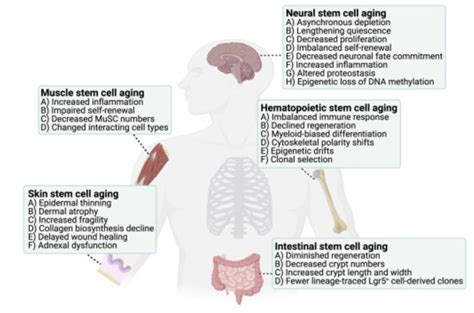 中外科学家合作从机制到干预，揭示了干细胞衰老的完整框架 澎湃号·湃客 澎湃新闻 The Paper