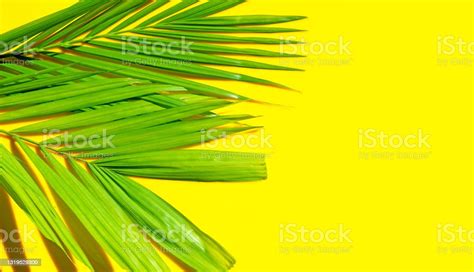 黄色の背景に熱帯ヤシの葉夏の背景概念 カラー画像のストックフォトや画像を多数ご用意 カラー画像 タイ王国 モンステラ Istock