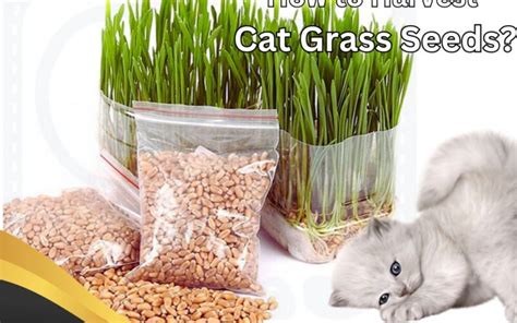 How To Harvest Cat Grass Seeds Surprise Your Cat Inhouseplant Your