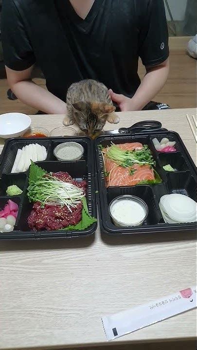 난생처음 연어와 마주친 생후 2개월 아기 고양이🐱 Cat Youtube
