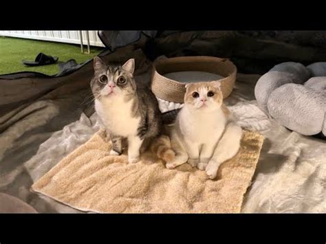生まれて初めて猫たちと一緒にお泊まりキャンプしたら大喜びでかわいすぎたw YouTube