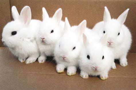 Rabbit Breeding முயல் வளர்ப்பு