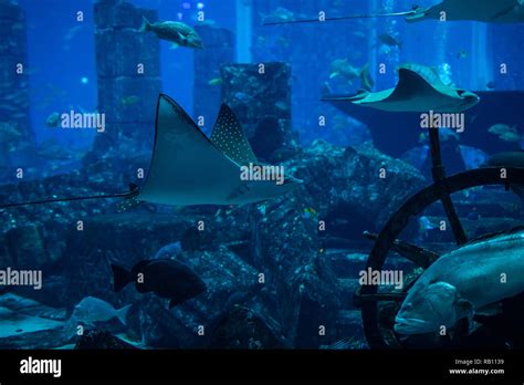 Undersea Marine Life Prospective View Of A Large Manta Ray Swimming