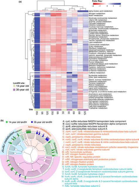 Relative Abundance Of Predicted Bacterial Metabolic Functions A And