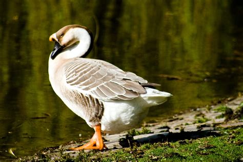 Free Images Nature Wing Lake Pond Wildlife Beak Fauna Bank