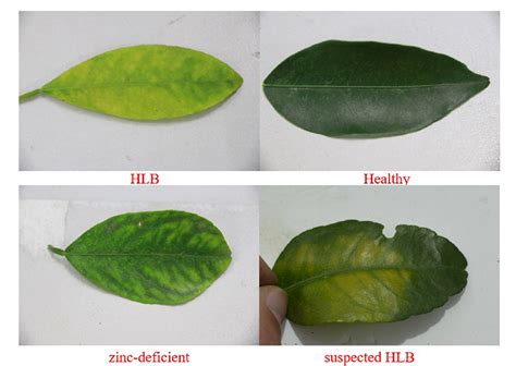 figure 1 from citrus huanglongbing detection based on multi modal