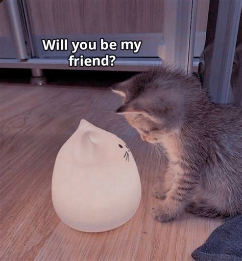 Cat Shark R Catmemes