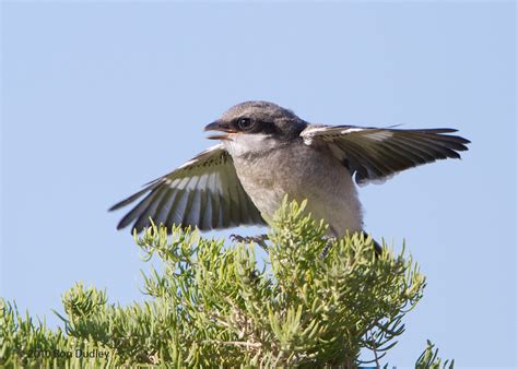 Juvenile Loggerhead Shrike Begging For Food Feathered Photography