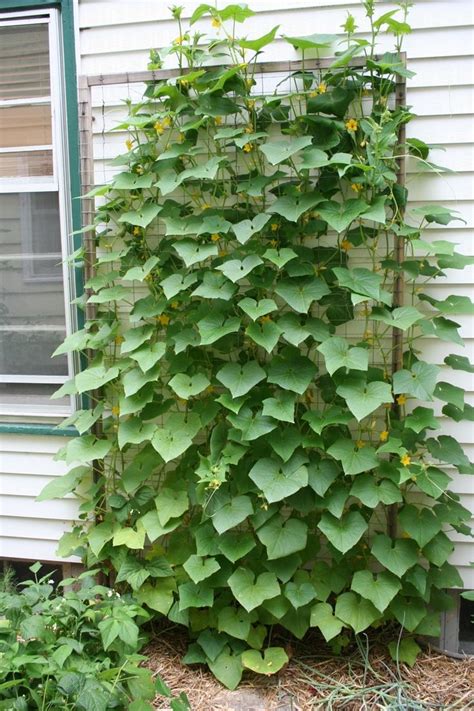 Pickling Cucumbers Trellis Cucumber Trellis Vertical Vegetable