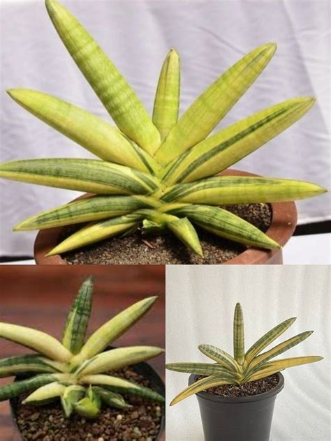 Сансевиерия Бонселенсис Вариегатный (Sansevieria Bonselensis Variegated ...