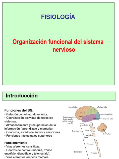 Divisiones Del Sistema Nerviosodivisiones Del Sistema Solar