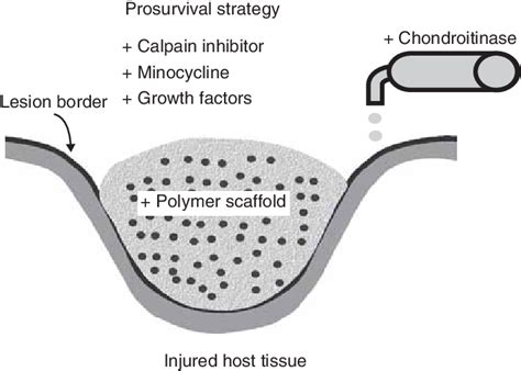 A Schematic Diagram Of The Potential Combinatorial Strategy To Improve Download Scientific