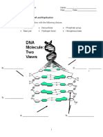 Unit DNA Worksheet Structure Of DNA And Replication Worksheets Library