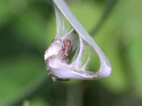 セマルトラフカニグモ Tmarus rimosus クモ画像集