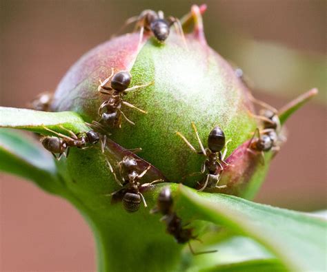 Do Peonies Attract Ants Why These Insects Love Peony Buds Homes And