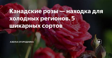 Канадские розы — находка для холодных регионов. 5 шикарных сортов ...
