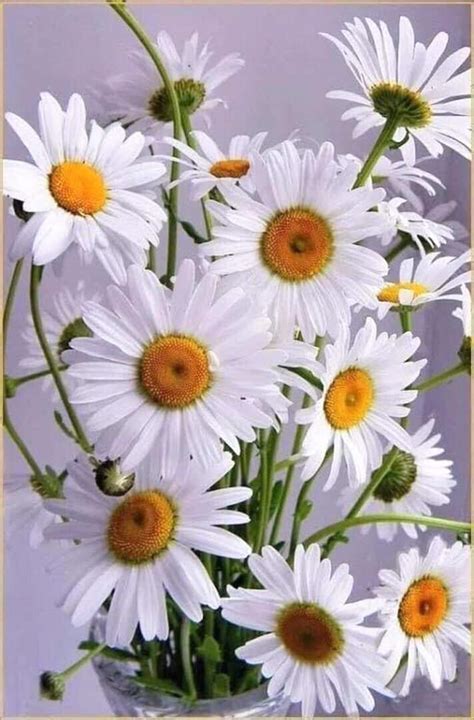 Домашня перепелина ферма Харчова та поживна цінність перепелиного яйця вагою 12 гр цілком