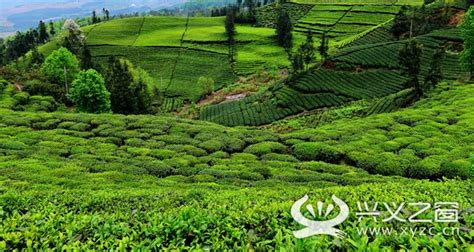 共商“茶”事！普安红·古茶文化节之茶话会火热开启 大赛公告